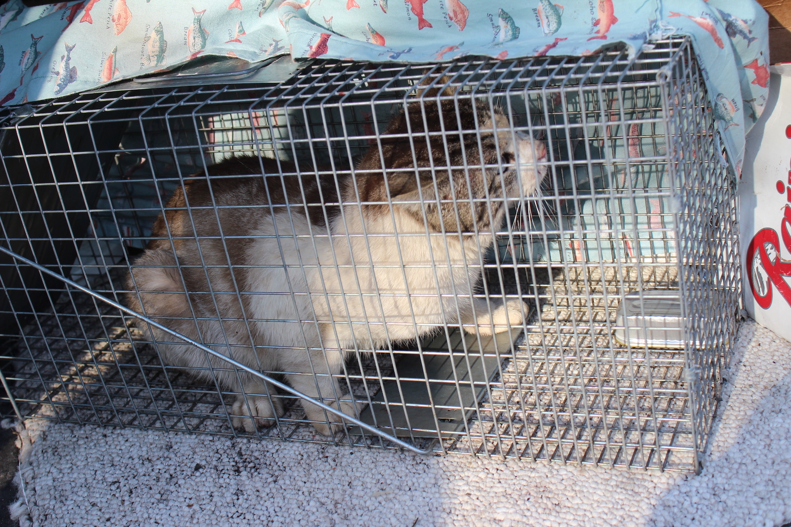 Trapping Cats Part 4: Cat Droppings | Dick Callahan